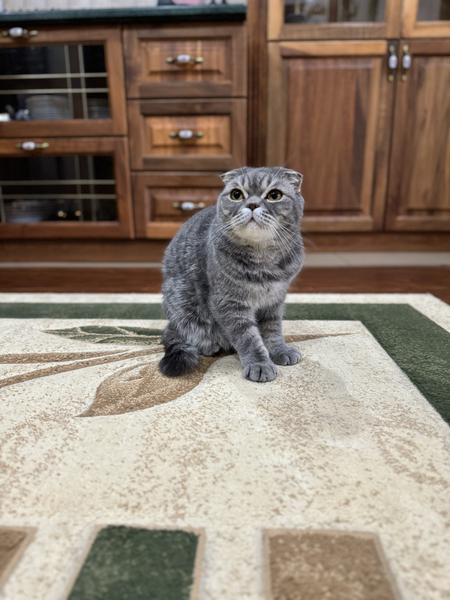 Кот Шотладский вислоухий