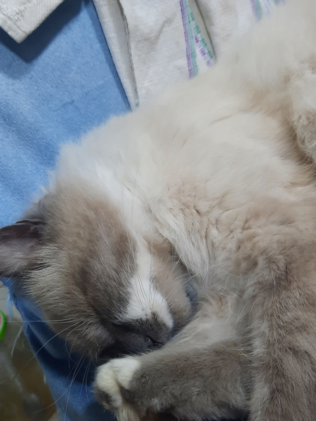 Продаю сиамского кота,уже стерилизованый.