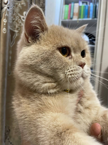 Скотиш страйд  породистый