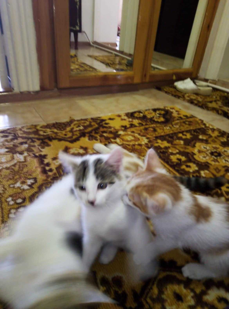 отдам даром котят