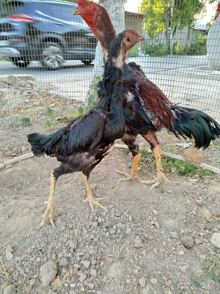 Dakan xoroz makiyon sotiladi