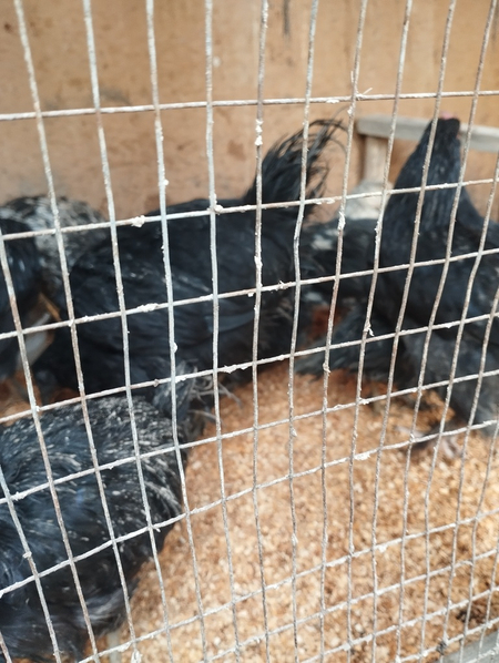 Yapon jujalar sotiladi 12 ta