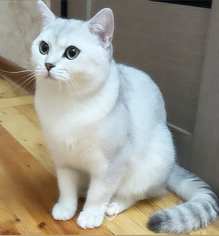 Вязка котов, молодой британский шиншилла