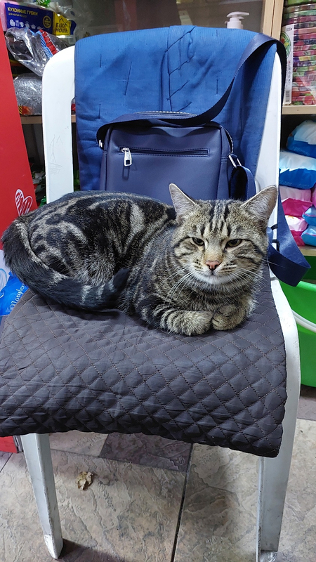American Shorthair cat cats mushuk
