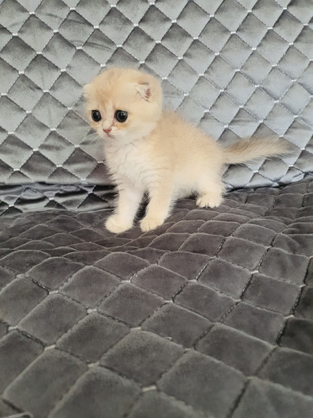 Galuboye zoloto shinshila