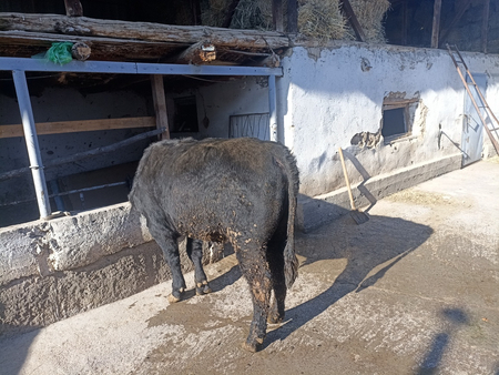 Buqa       angus