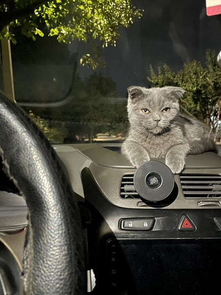 Scottish fold chatishgan