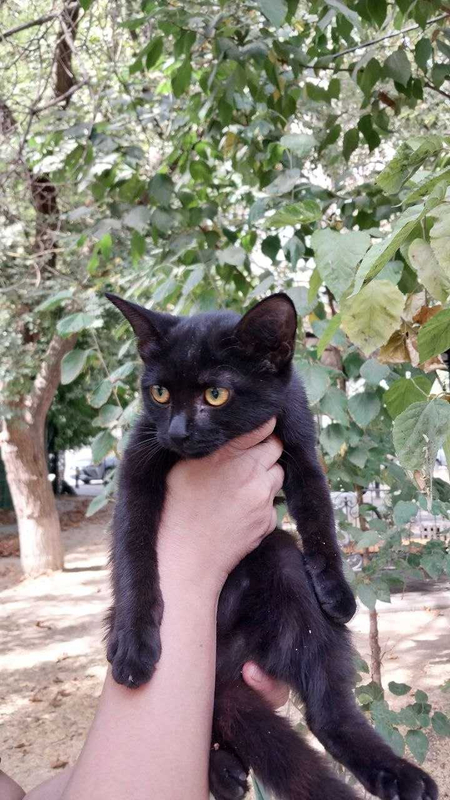 Котёнок, девочка, 3 месяца
