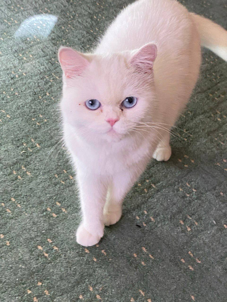 Продается котёнок