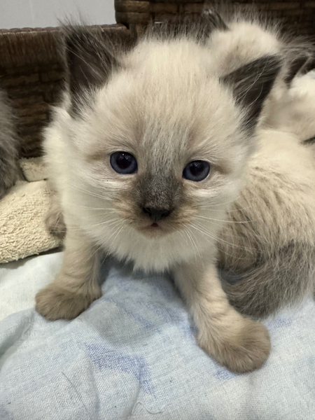 Сиамские котёнки.