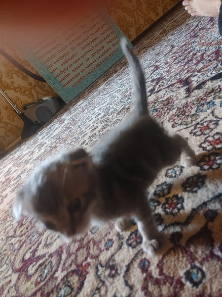 Mushuk sotilad skoti