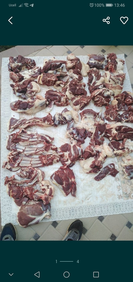 QASSOB КАССОБ Halol pokiza мясник