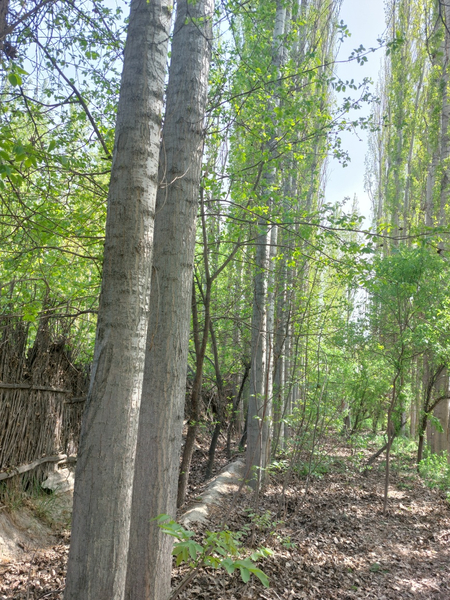 Terak Sotiladi , kelishamiz