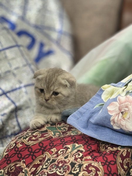 Кошка скотиш фолд