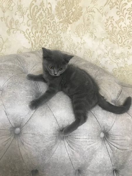 Акция.Продаётся британский котёнок