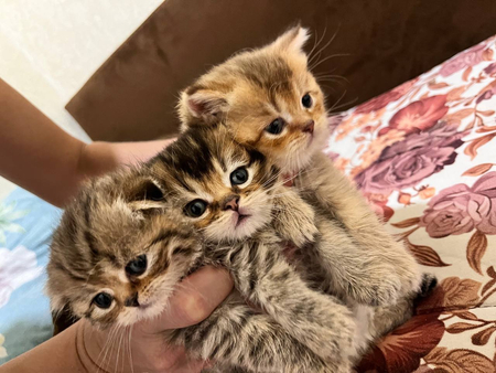 Породистые котята