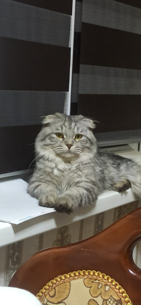 Британский кот еда любой
