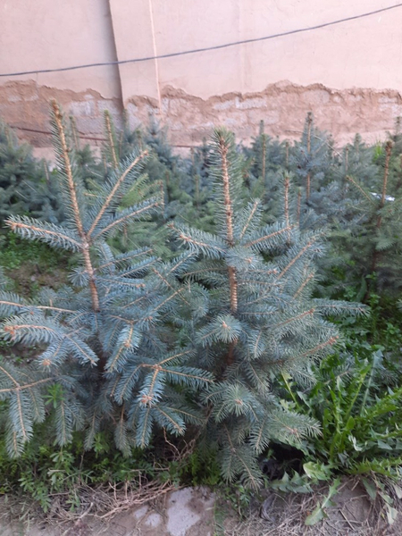 Продается  Голубая  ель