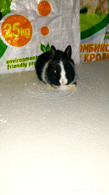 Karlik Mini dekor quyoncha.Кролик декоративный мини кролик