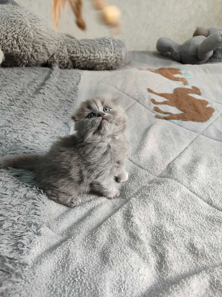 Продается котенок скоттиш фолд
