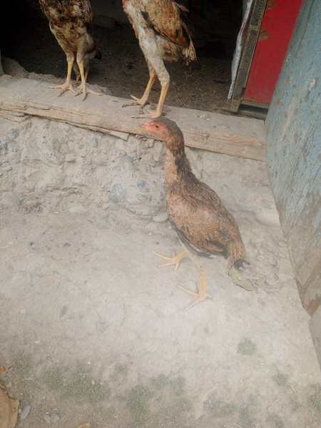 Mokiyonlar sotiladi