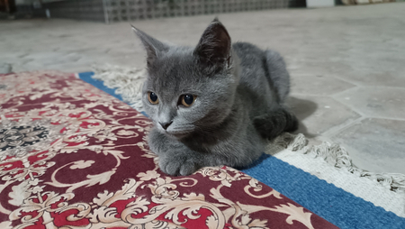 Британский кот мушук британиялик
