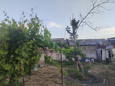 Uchastik.. HOVLI