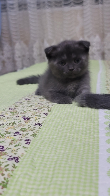 Породистые котята
