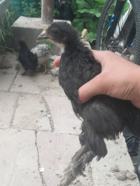 Брама жужалар Ок ва кора ранги