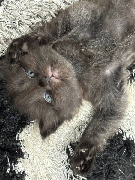 Скоттиш страйт