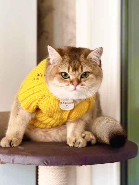 Котёнок британец