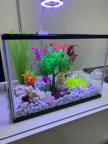 Akvarium va Baliqlar bor