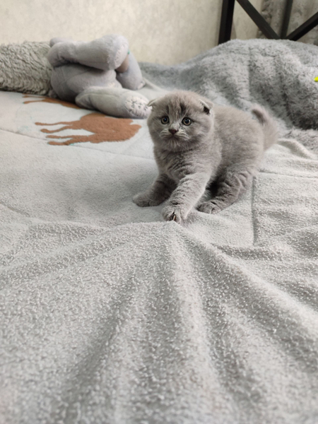 Продается кошка породистый один месяц самостоятельный
