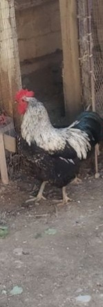 Srochna sotiladi Qora shaxzoda xo'rozlari soni 3 ta