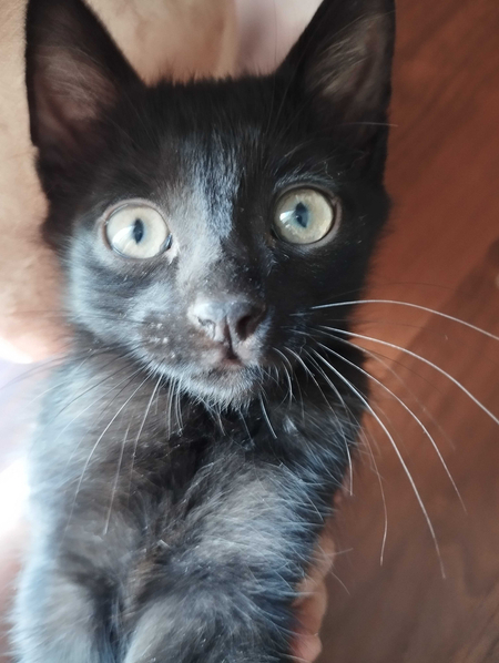 Котик в хорошие руки