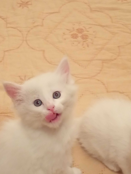 Породистые новорожденные котята