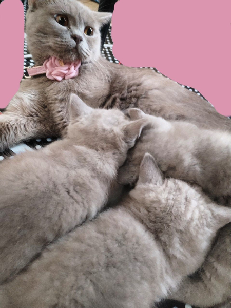 Скоттиш страйты в новый дом на новый год!
