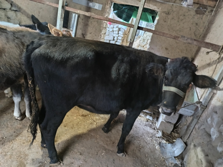 Tona 75 000 Dan so'yishga