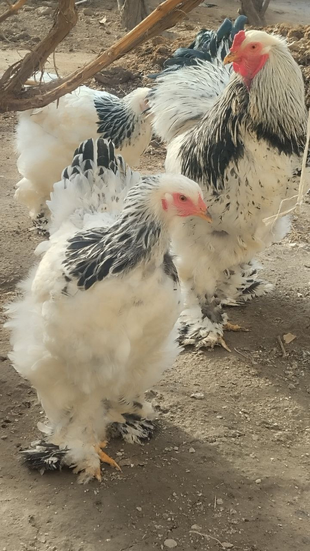Bramo juja va tovuqlori sotladi