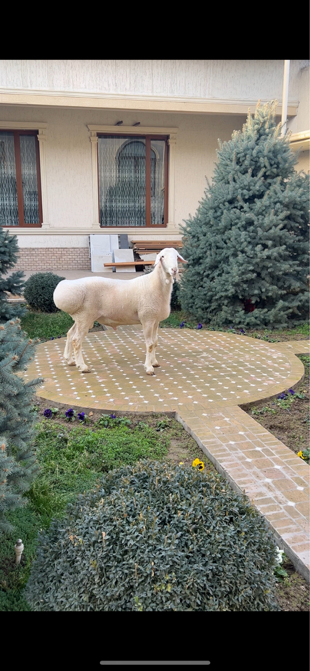Oq qochqorla sotuvda zoti toza pokiza boqildan