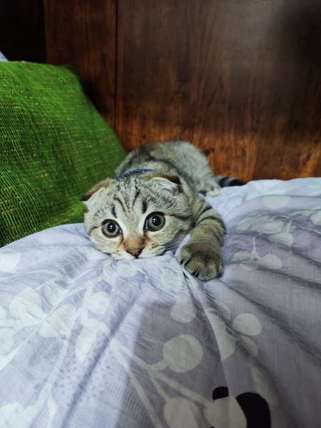 Шотландский вислоухий котенок