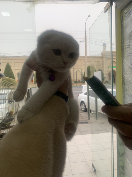 Шиншилла скотиш фолд