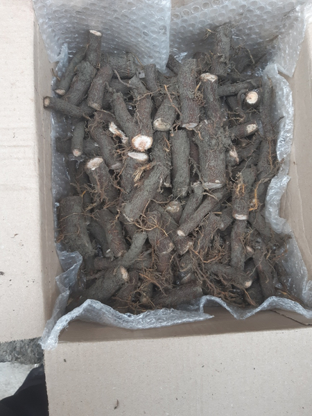 FTE  pavlononiya