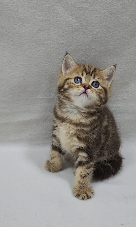 шотландка хайленд котёнок