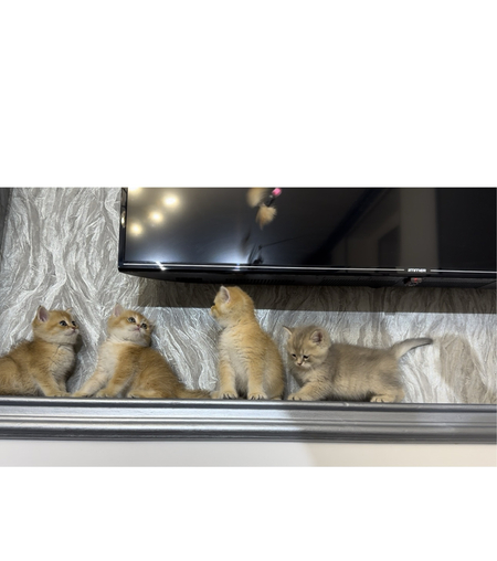 Продаются котята шиншиллы