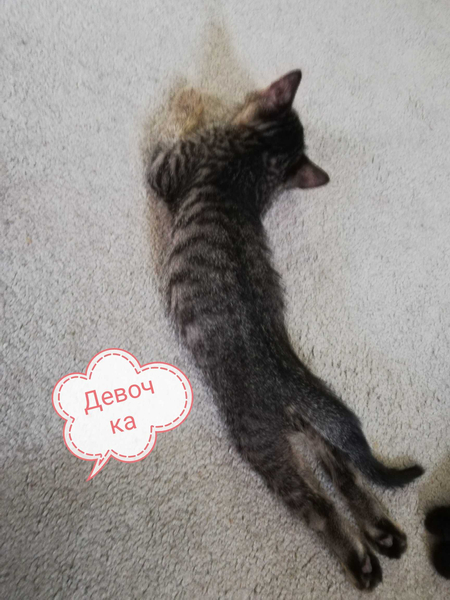 Mushukchalar, Котята