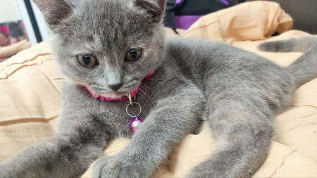 Котенок британец