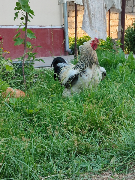 Brama xoroz sotiladi