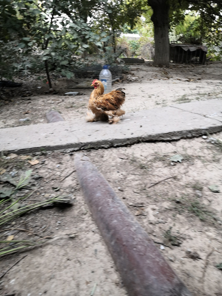 Продается декоративный кох