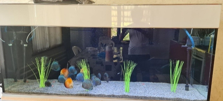 Kvarts tosh Galka AKVARIUM uchun